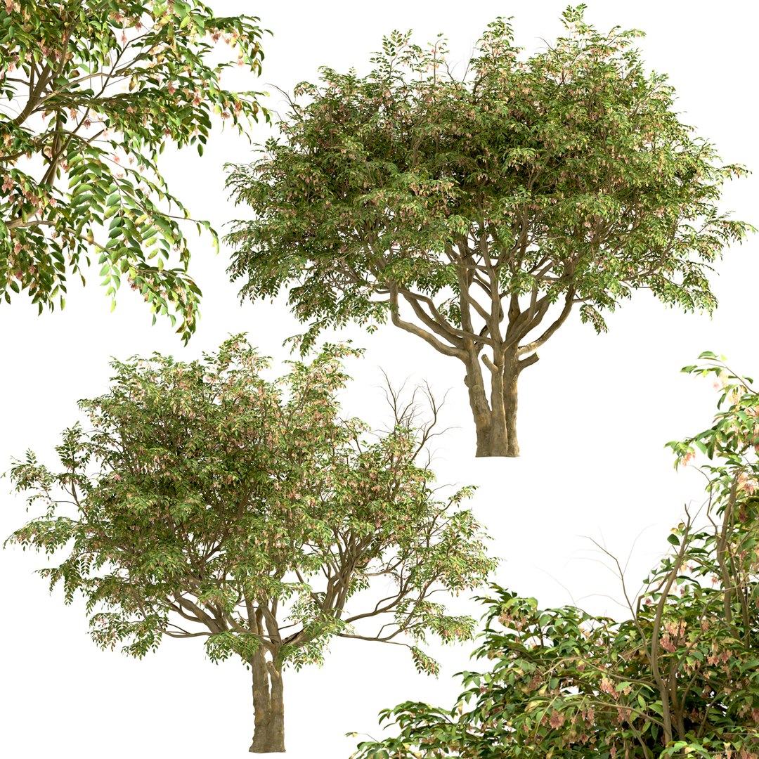 3D Set Of Fraxinus Griffithii Or Griffiths Ash Tree - 2 Trees ...