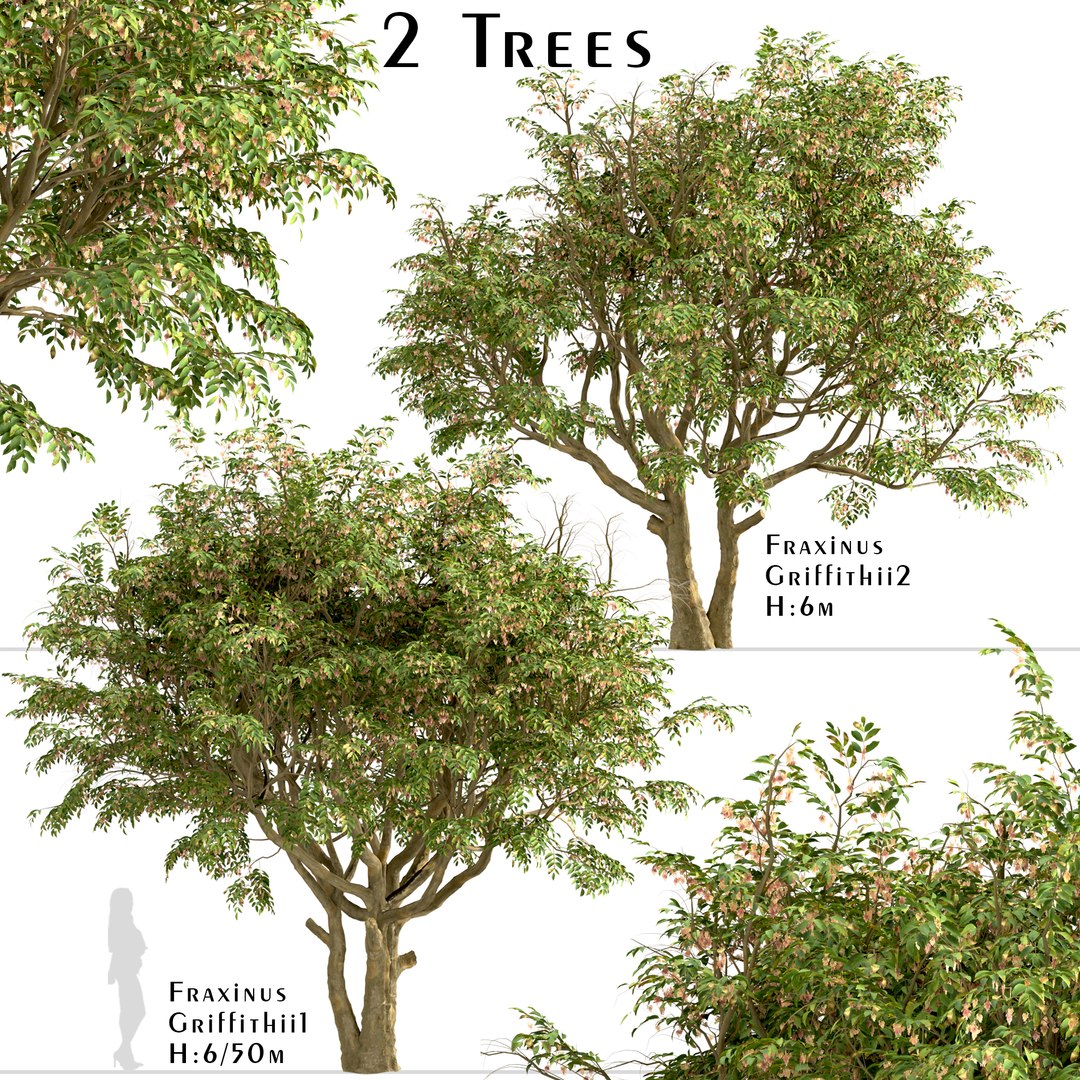 3D Set Of Fraxinus Griffithii Or Griffiths Ash Tree - 2 Trees ...