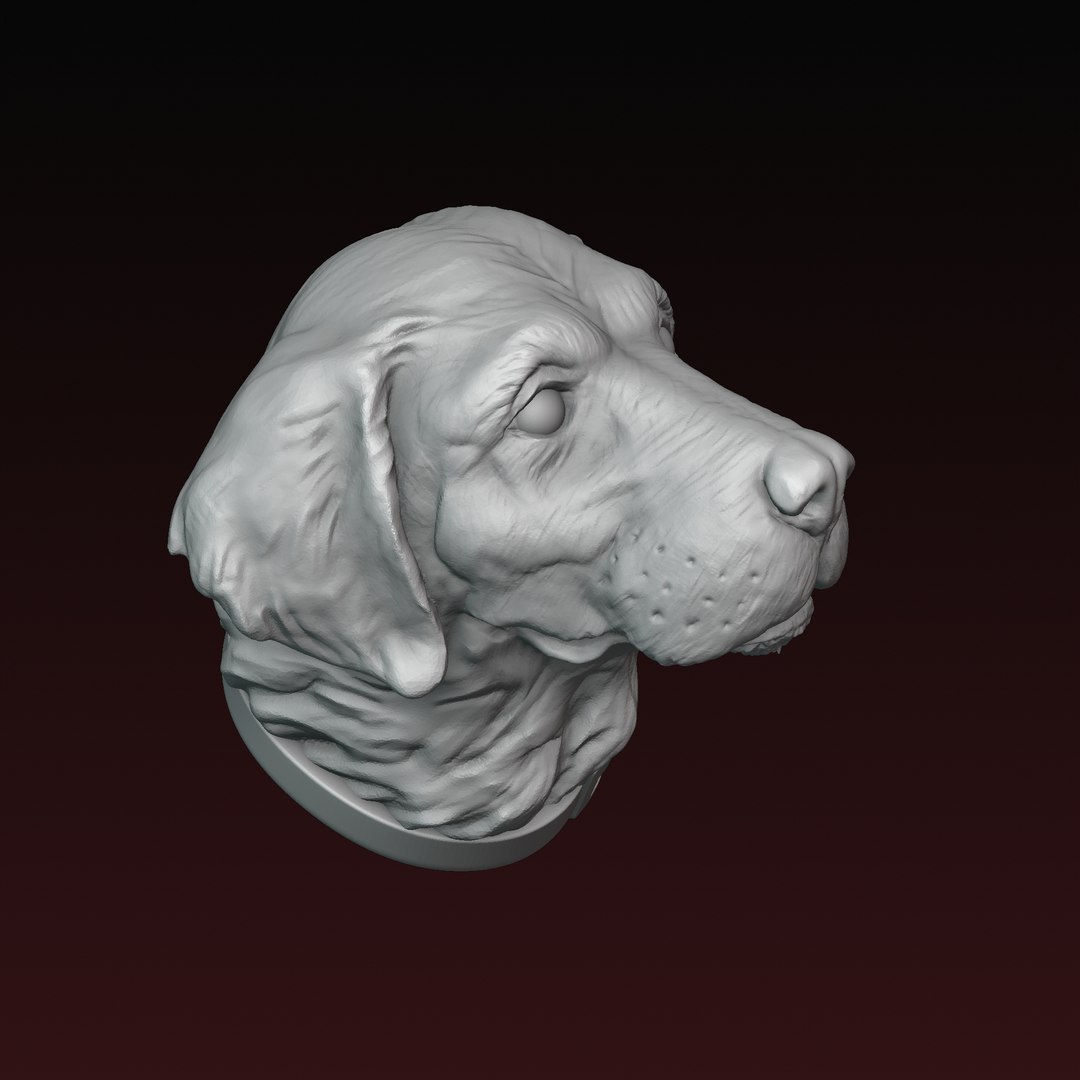 3D Dog Head Model - TurboSquid 2187101