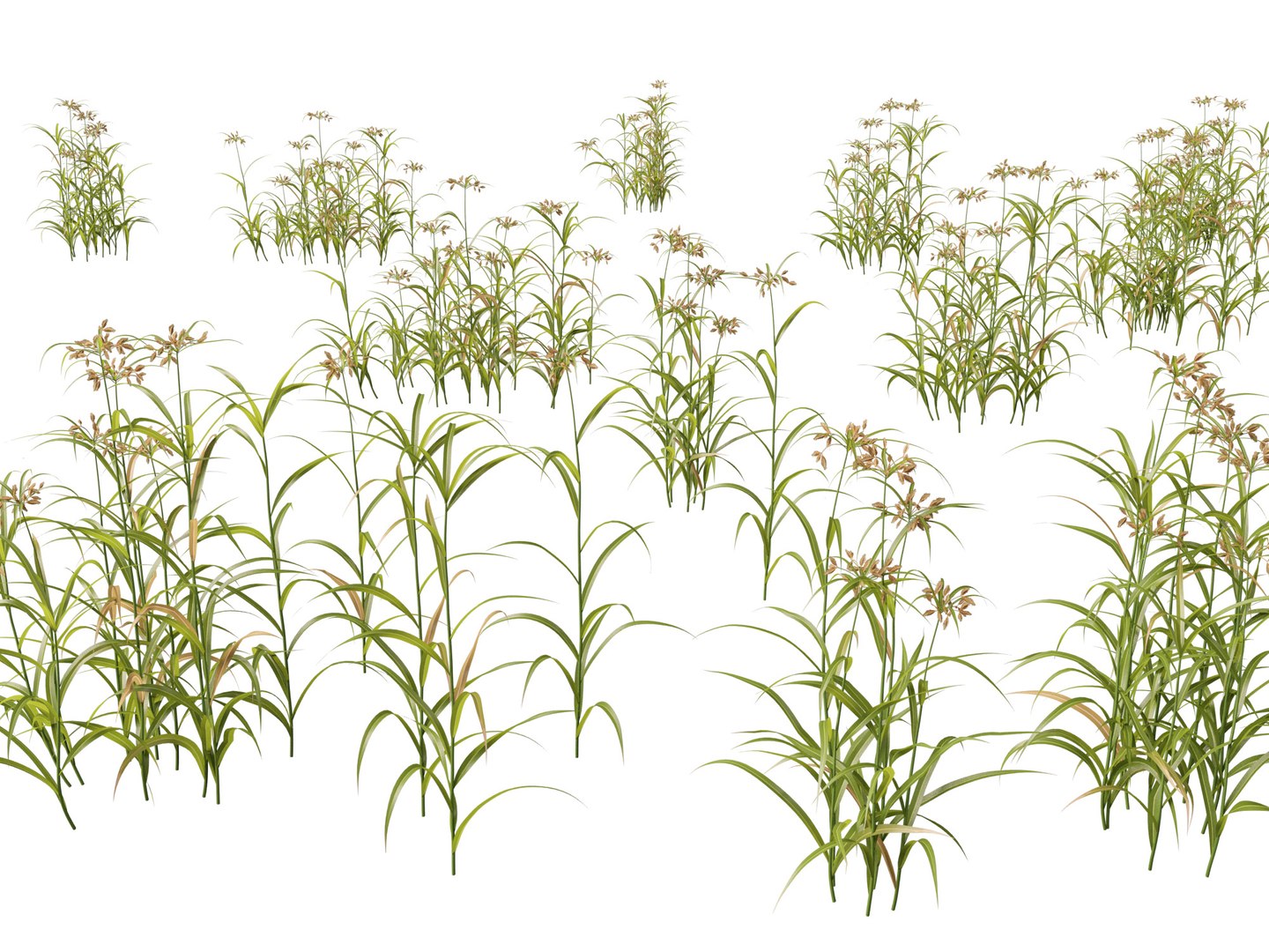 3D HighpolyLow Poly Bolboschoenus Fluviatilis - River Bulrush Model ...