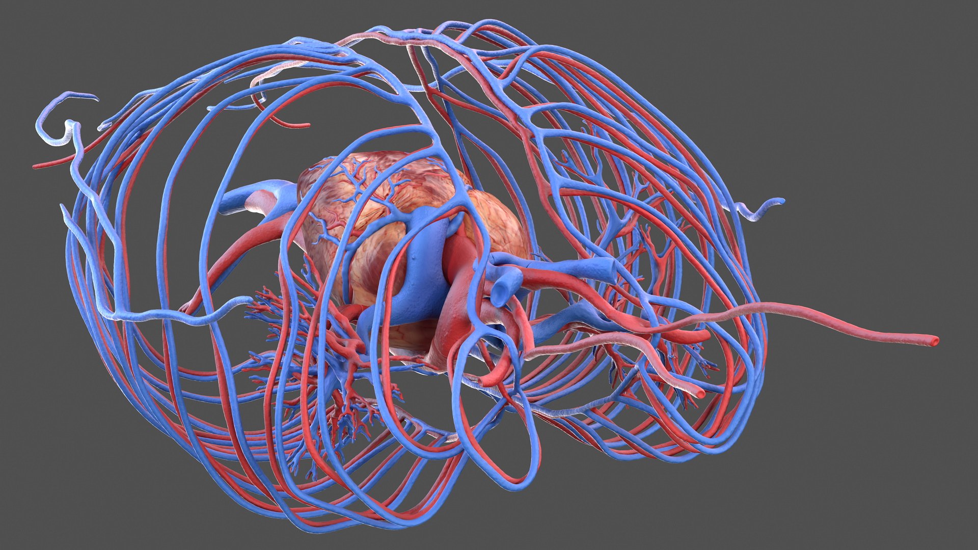 Human cardiovascular vascular model - TurboSquid 1467045