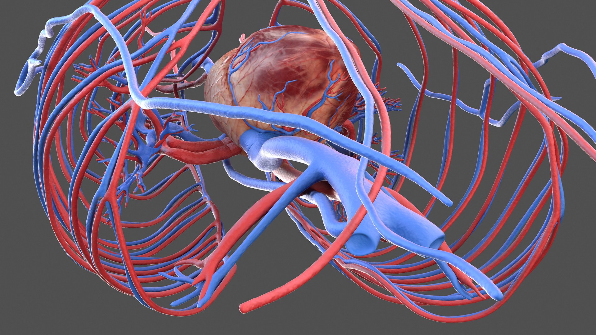 Human cardiovascular vascular model - TurboSquid 1467045