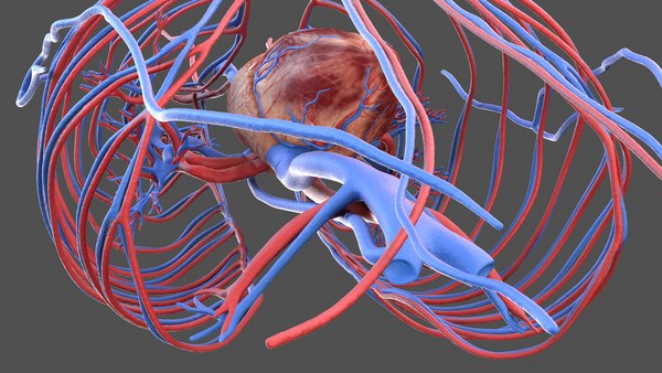 Human cardiovascular vascular model - TurboSquid 1467045