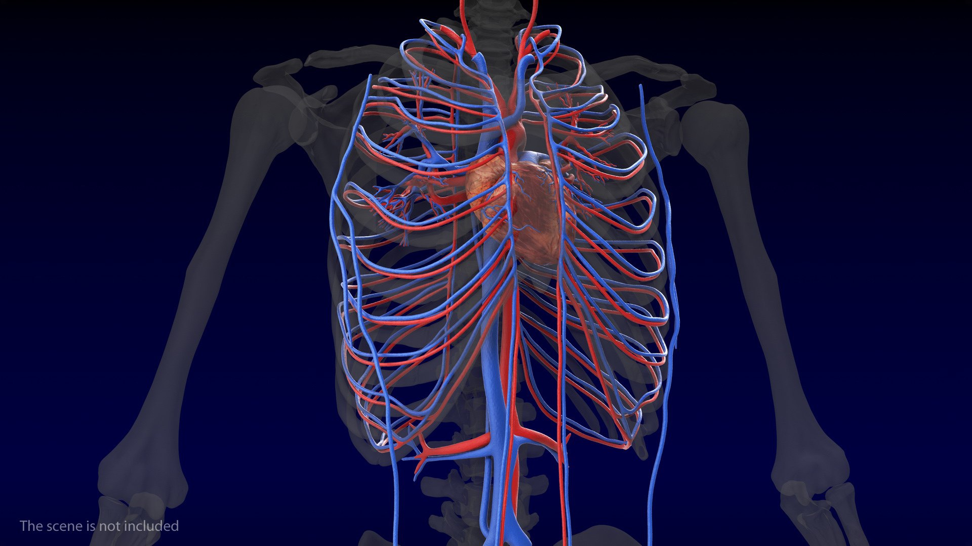 Human Cardiovascular Vascular Model - TurboSquid 1467045