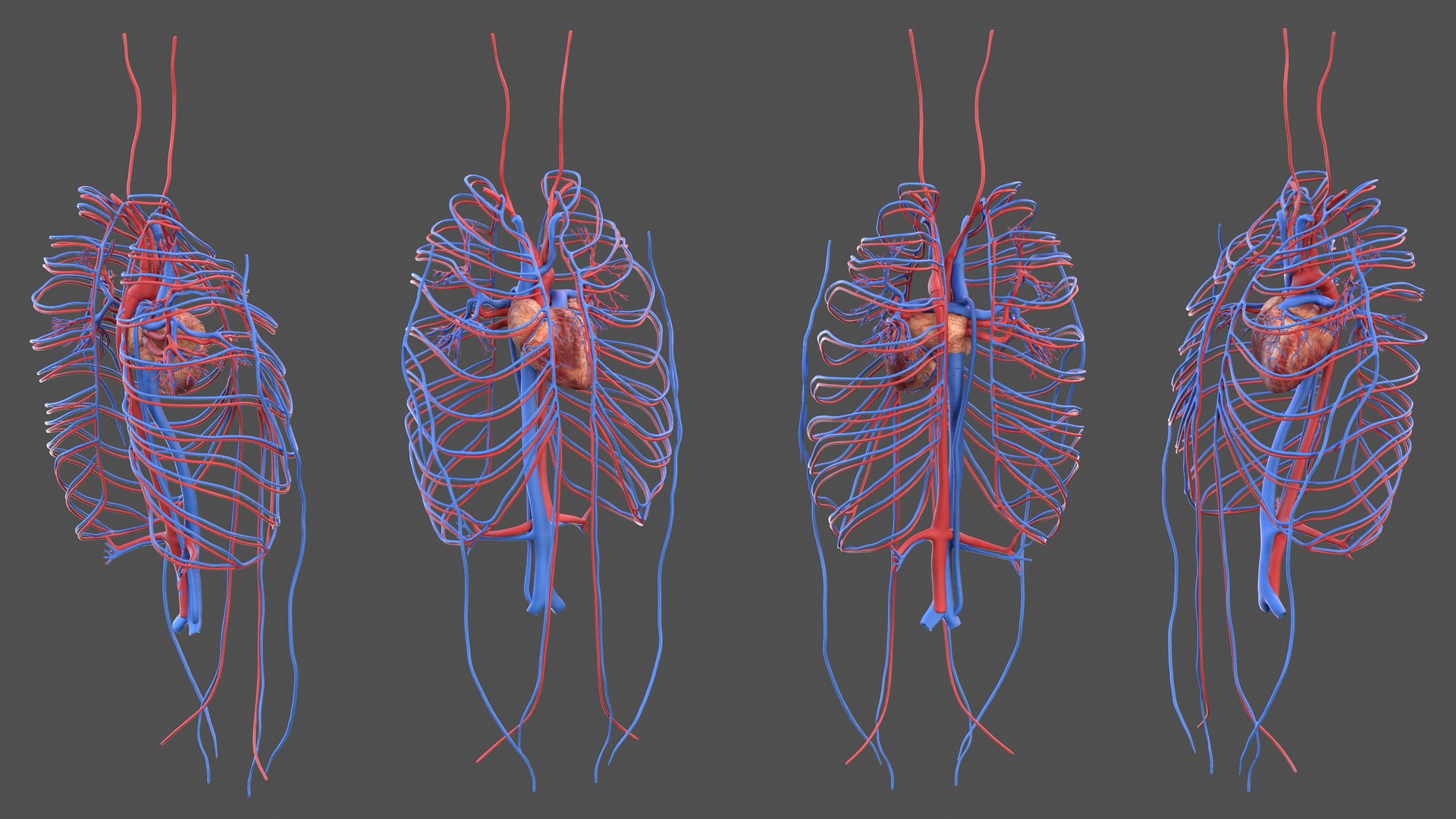 Human Cardiovascular Vascular Model - TurboSquid 1467045