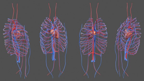 Human cardiovascular vascular model - TurboSquid 1467045