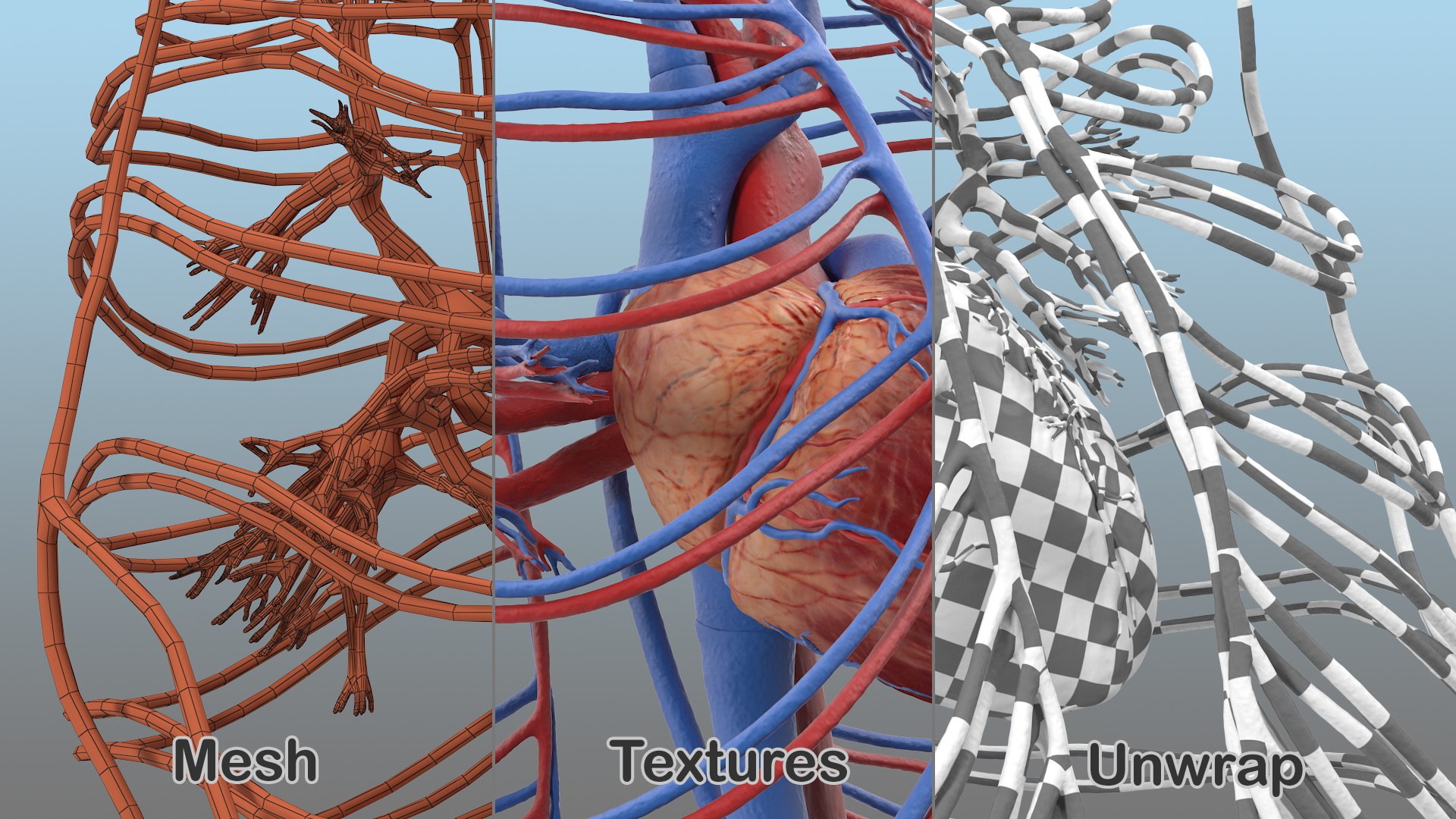 Human cardiovascular vascular model - TurboSquid 1467045