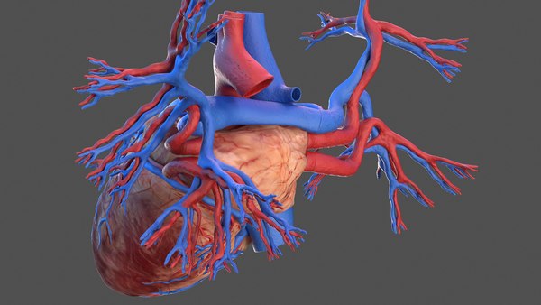 Human cardiovascular vascular model - TurboSquid 1467045
