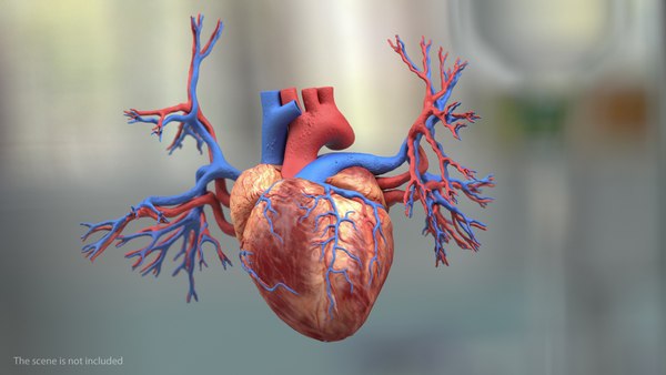 Human cardiovascular vascular model - TurboSquid 1467045