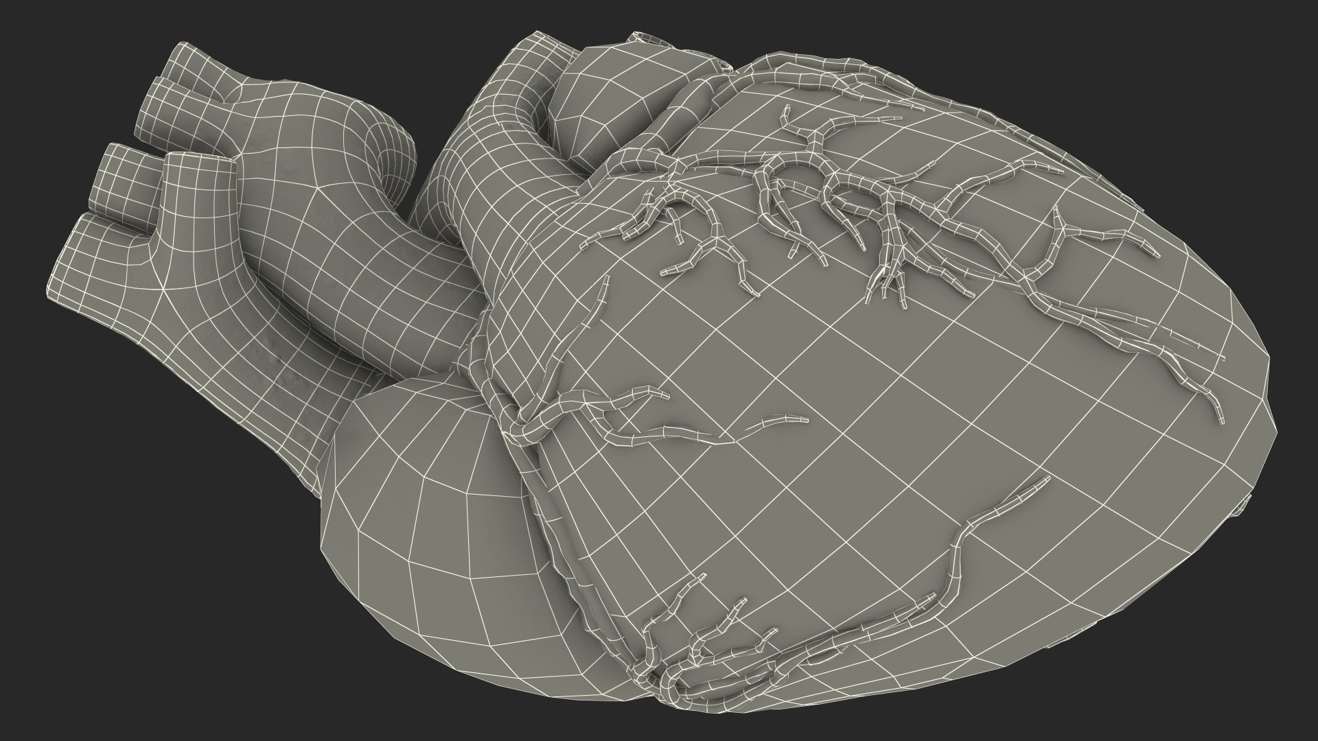 Human cardiovascular vascular model - TurboSquid 1467045