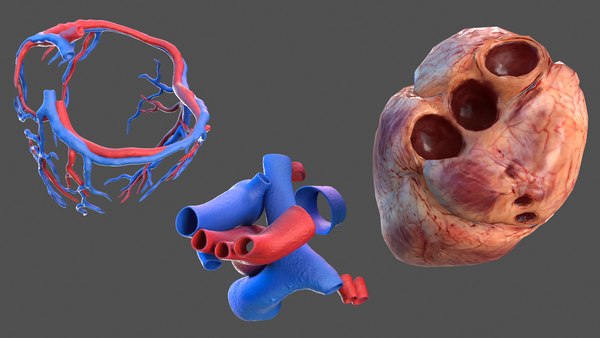 Human cardiovascular vascular model - TurboSquid 1467045
