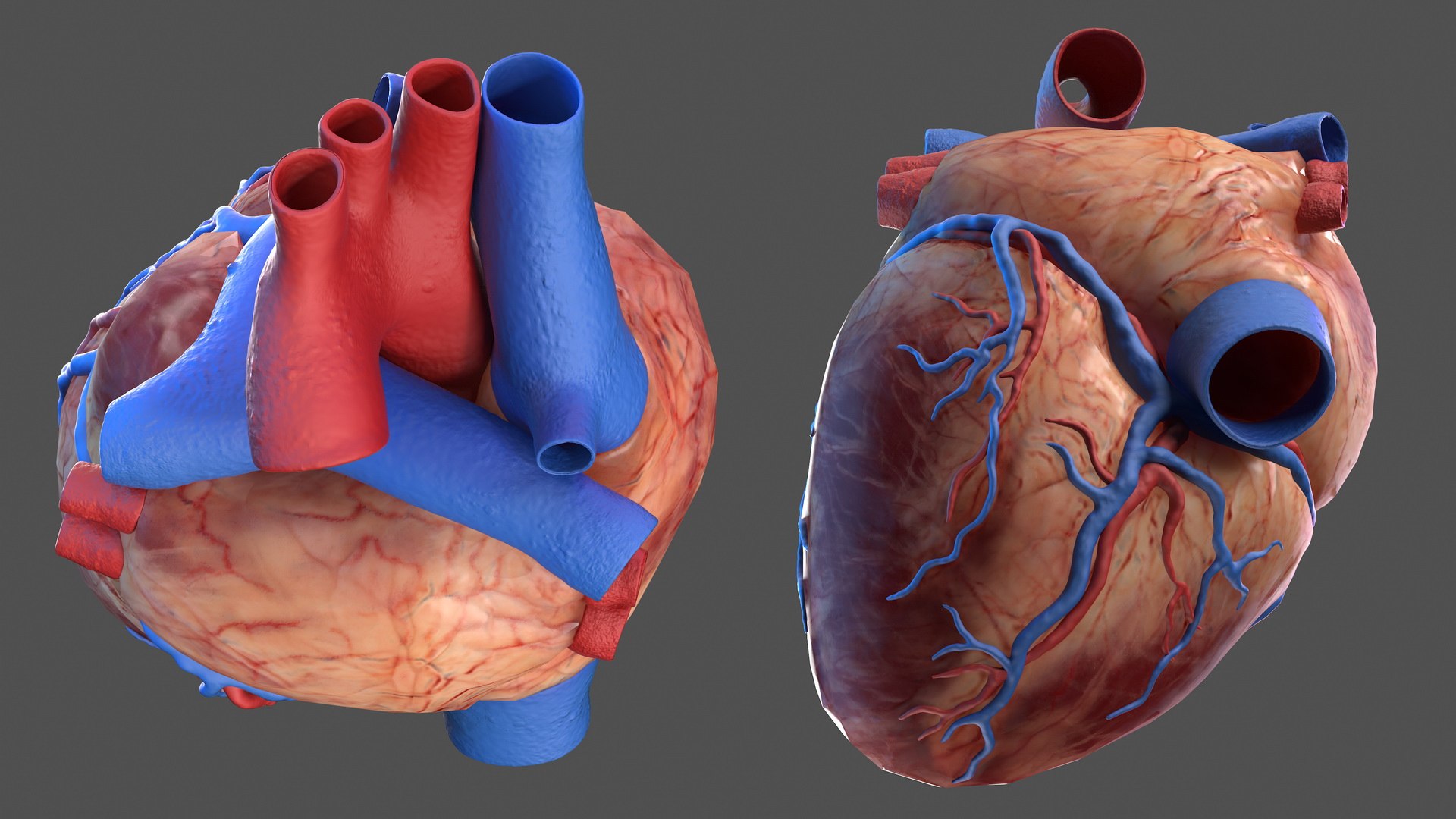 Human cardiovascular vascular model - TurboSquid 1467045