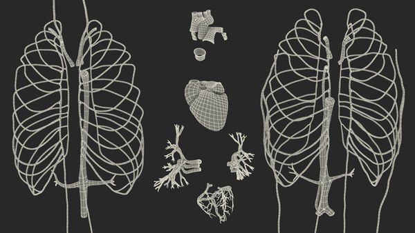 Human cardiovascular vascular model - TurboSquid 1467045