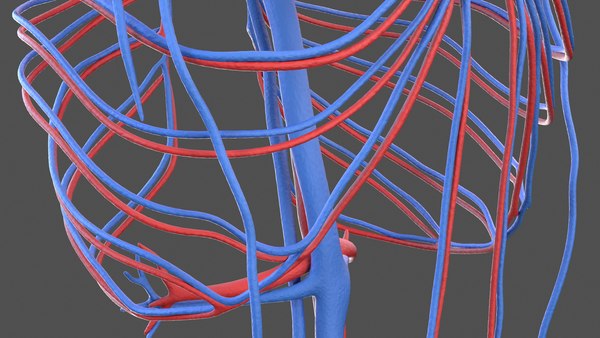 Human cardiovascular vascular model - TurboSquid 1467045