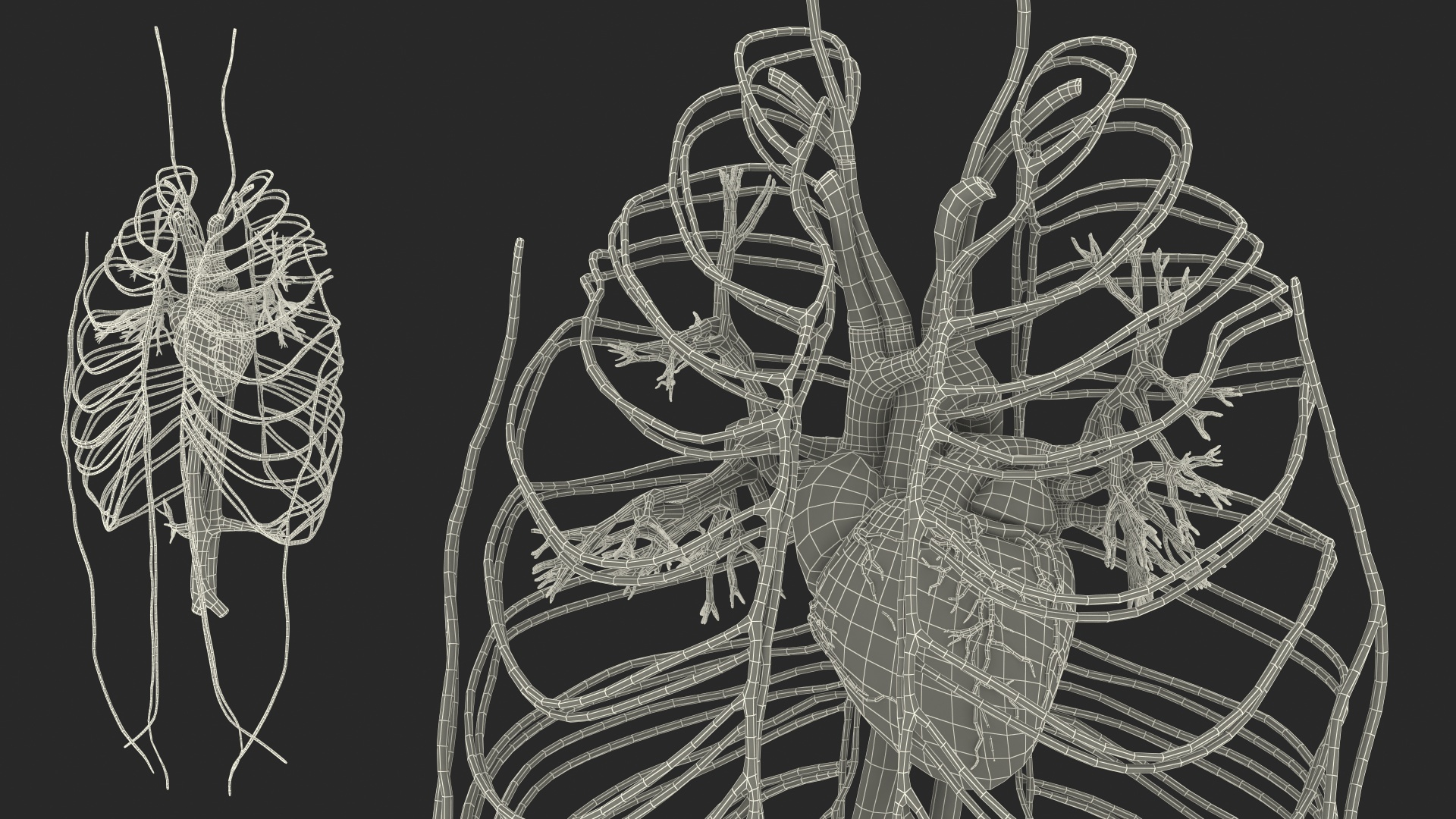 Human Cardiovascular Vascular Model - TurboSquid 1467045