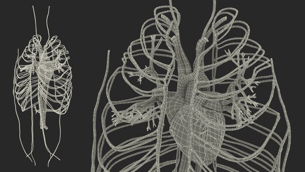 Human cardiovascular vascular model - TurboSquid 1467045