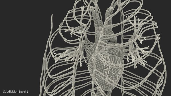 Human cardiovascular vascular model - TurboSquid 1467045