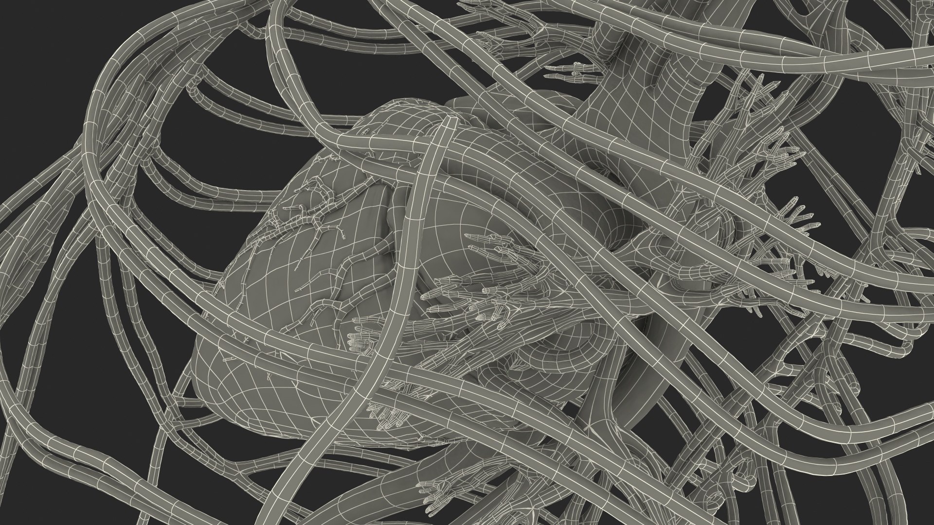 Human cardiovascular vascular model - TurboSquid 1467045
