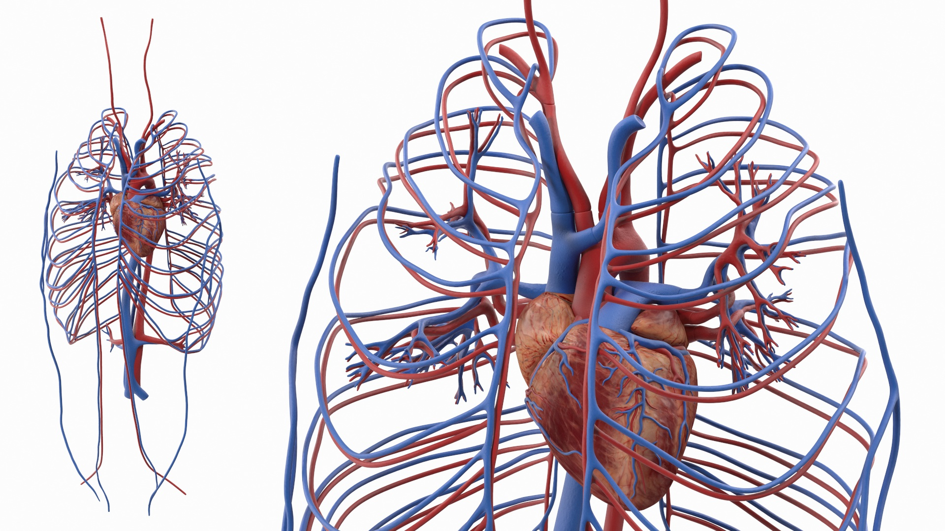 Human Cardiovascular Vascular Model - TurboSquid 1467045