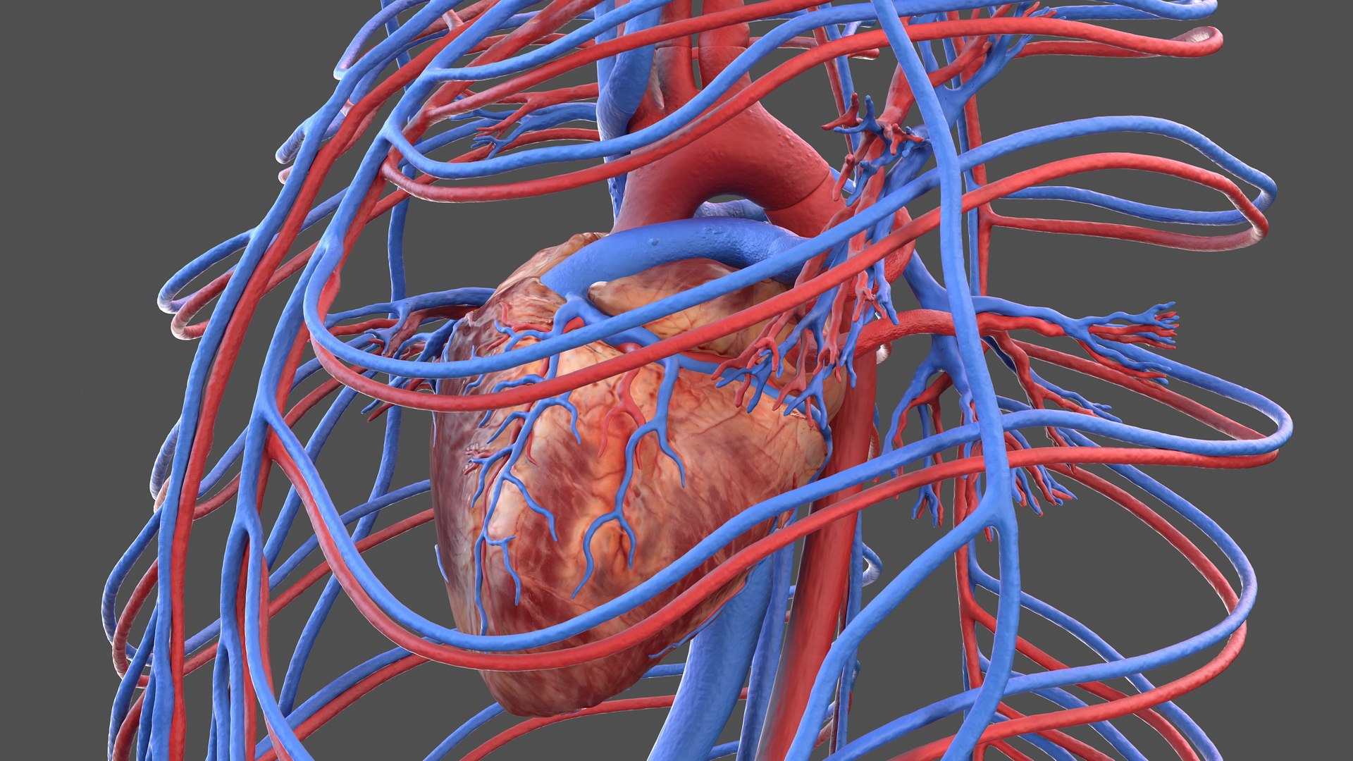Human Cardiovascular Vascular Model - TurboSquid 1467045