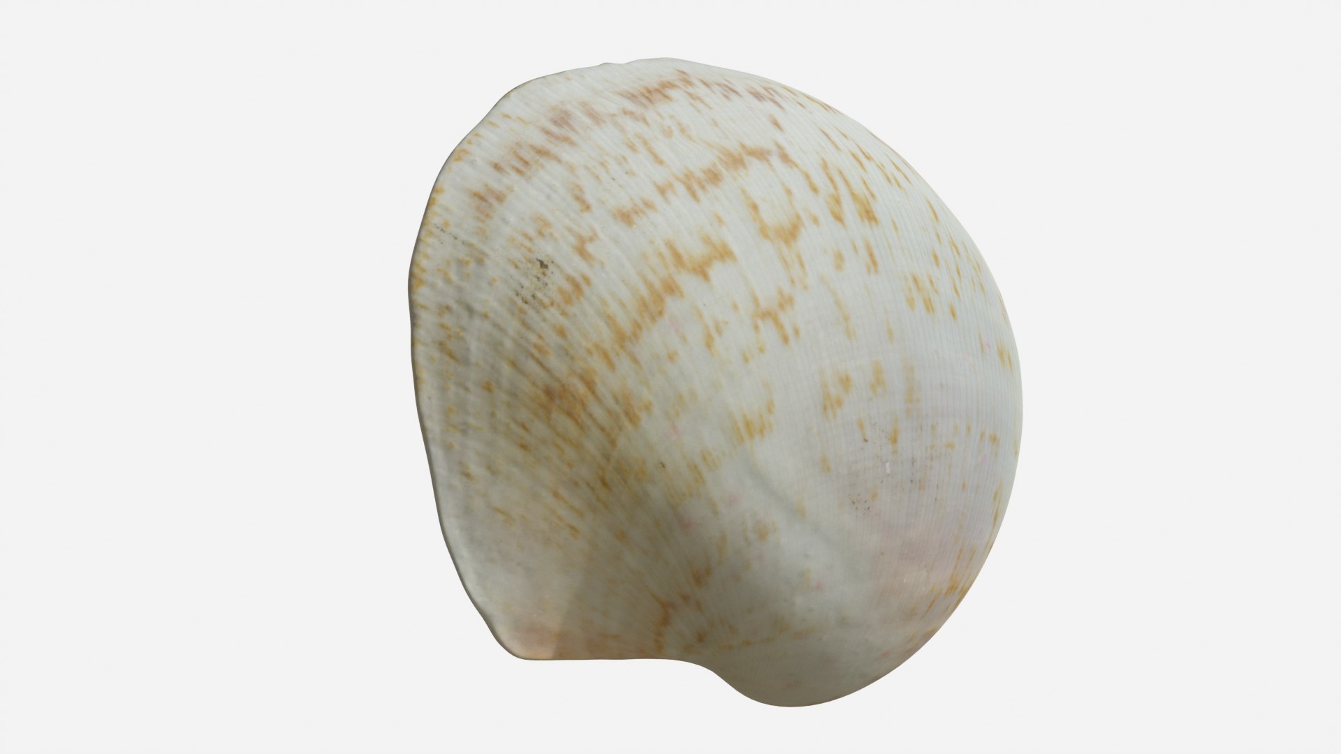 Scallop 8 Model - TurboSquid 1828849