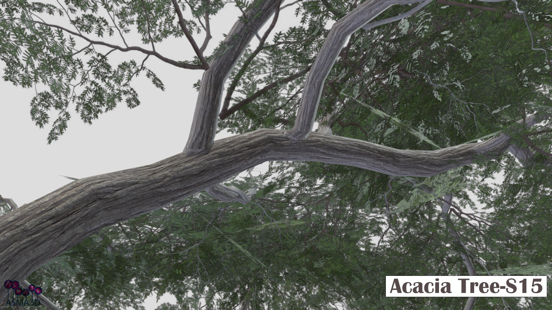 3D Acacia Tree-S15 - TurboSquid 2201874