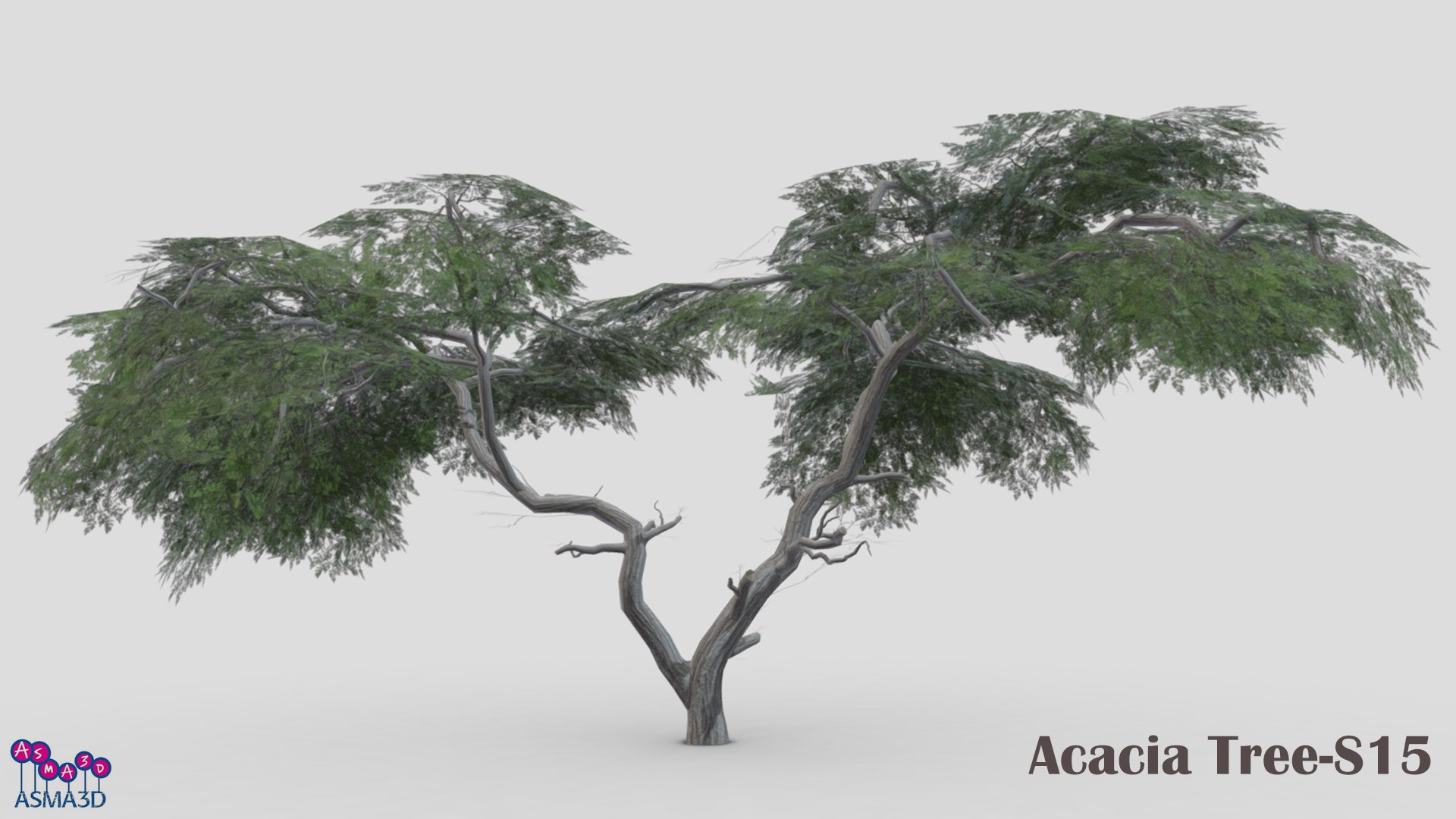 3D Acacia Tree-S15 - TurboSquid 2201874