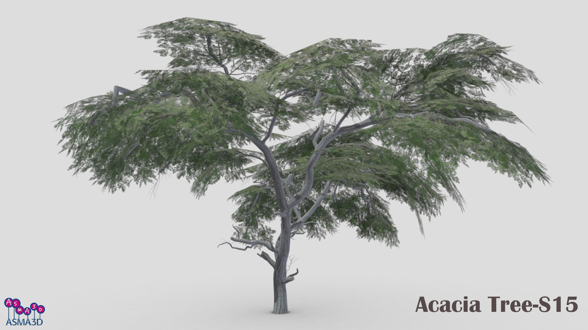 3D Acacia Tree-S15 - TurboSquid 2201874