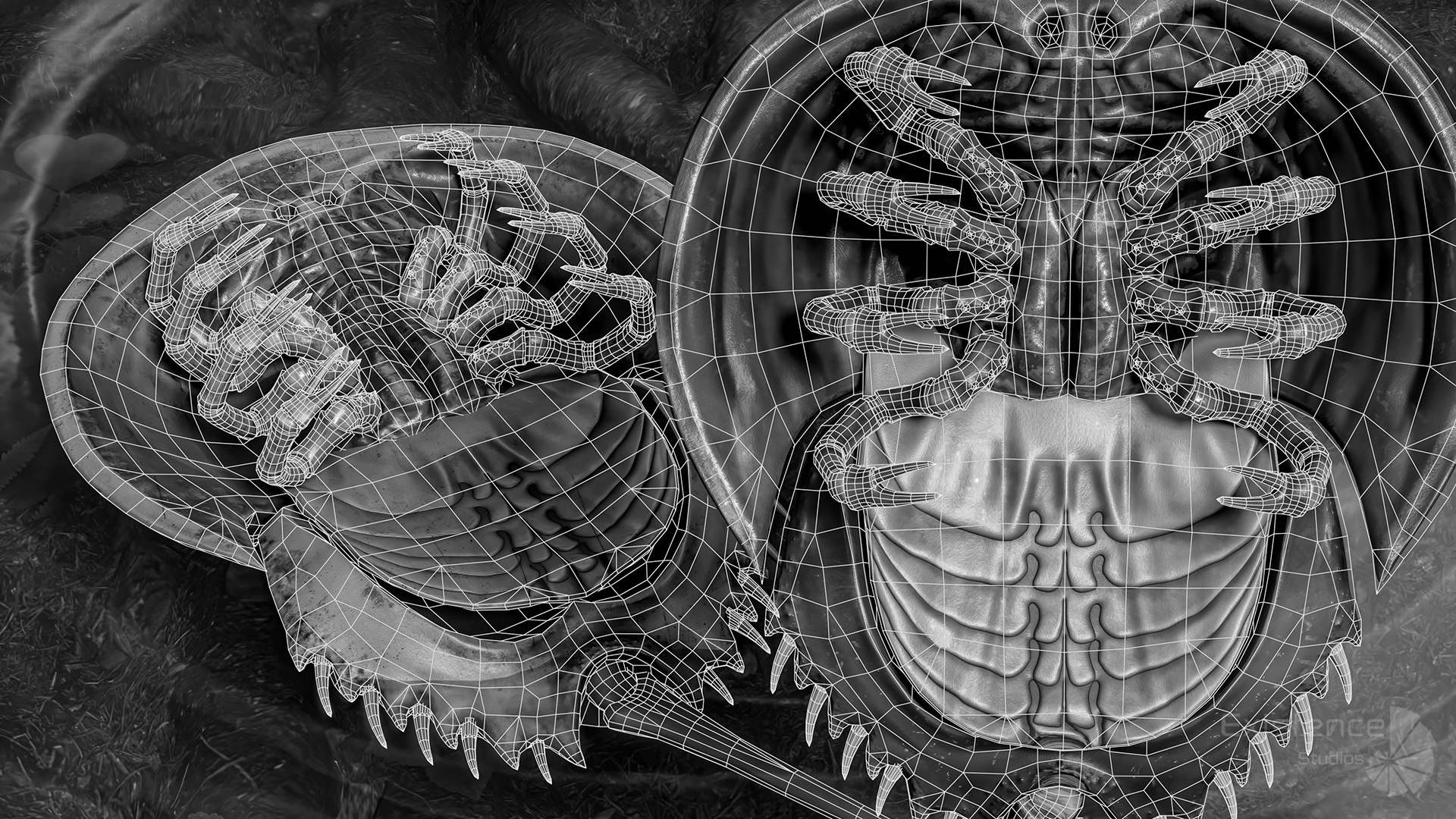 Horseshoe Crab - Trilobite - Realistic 3D Model Monster - Underwater ...