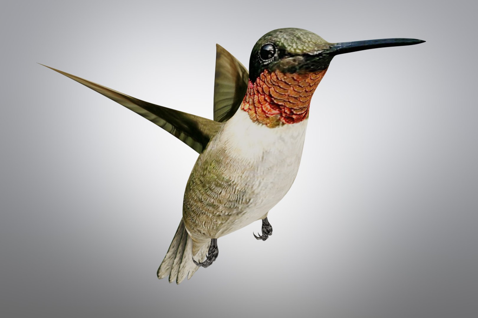 3D Bird Hummingbird Model - TurboSquid 1178835