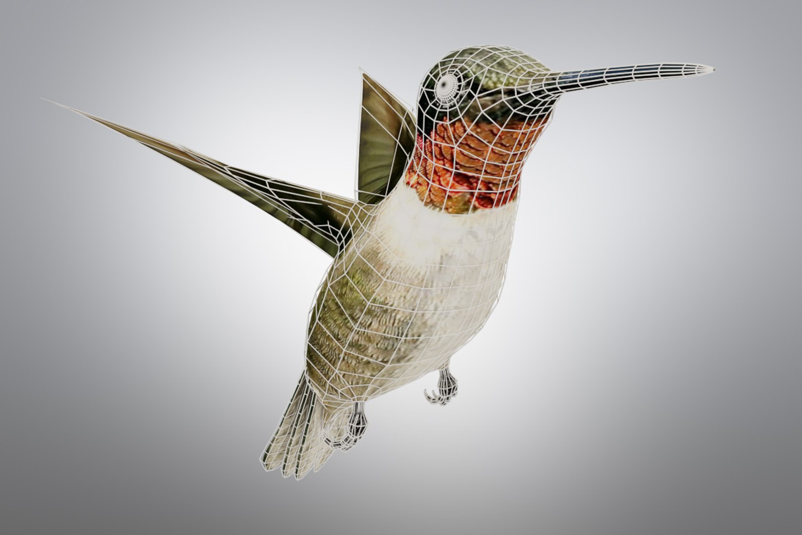 3D Bird Hummingbird Model - TurboSquid 1178835