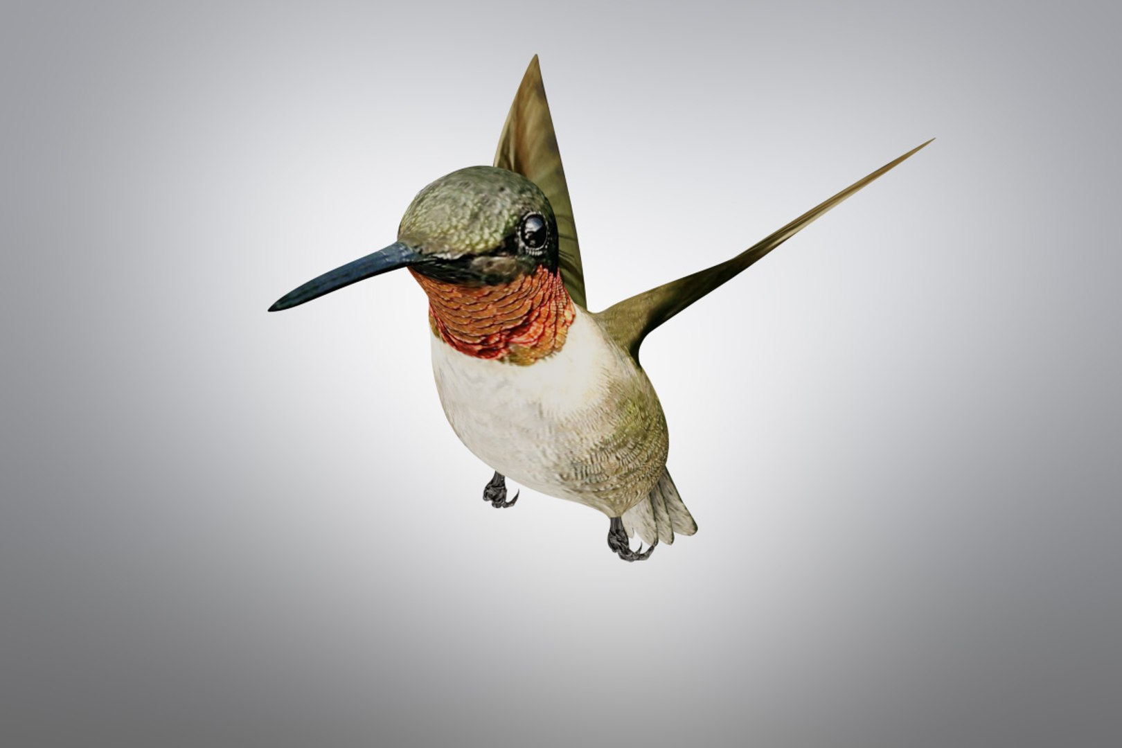 3D Bird Hummingbird Model - TurboSquid 1178835