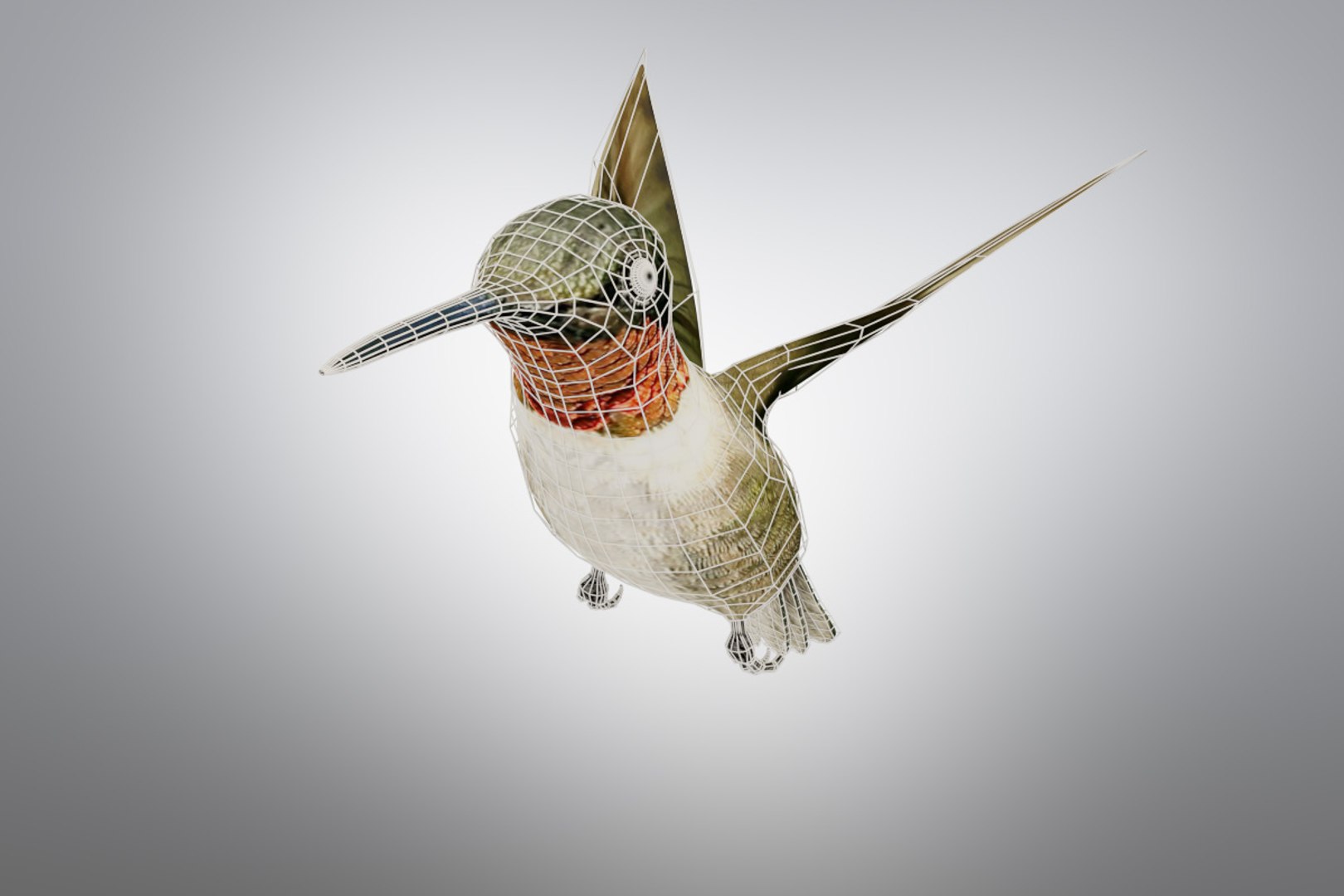 3D Bird Hummingbird Model - TurboSquid 1178835
