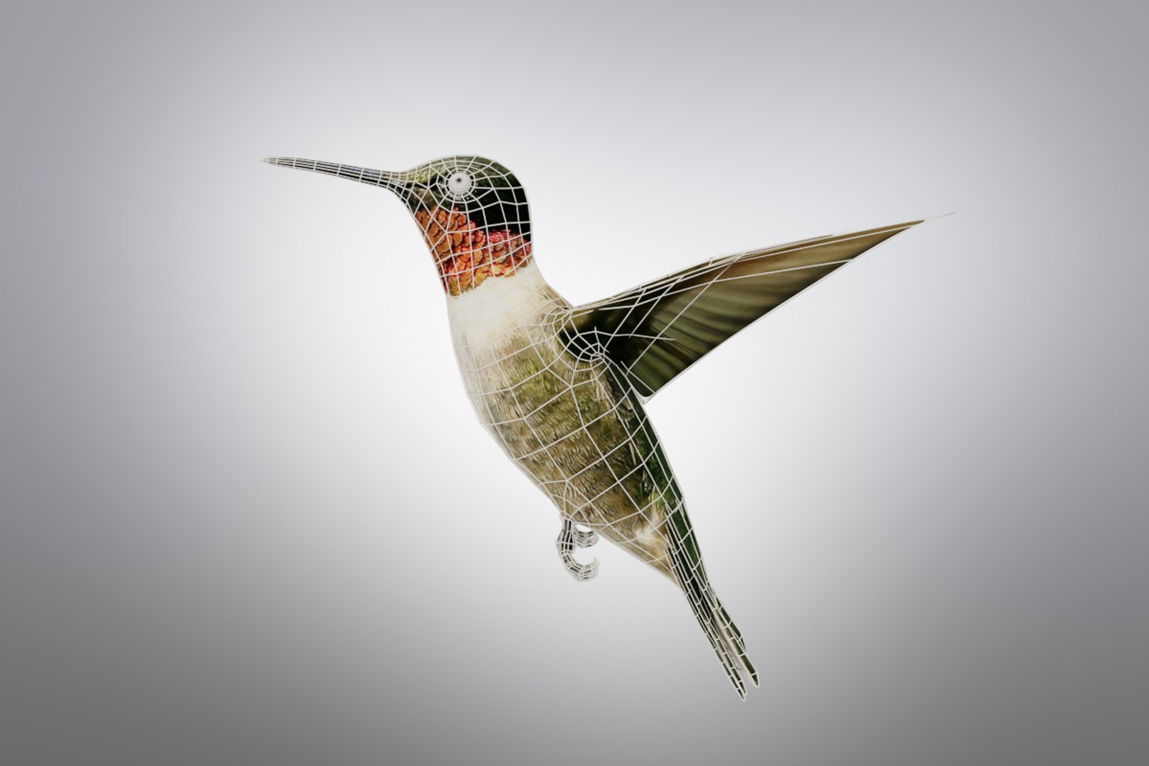 3D Bird Hummingbird Model - TurboSquid 1178835