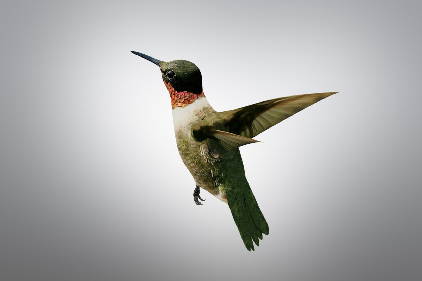 3D Bird Hummingbird Model - TurboSquid 1178835