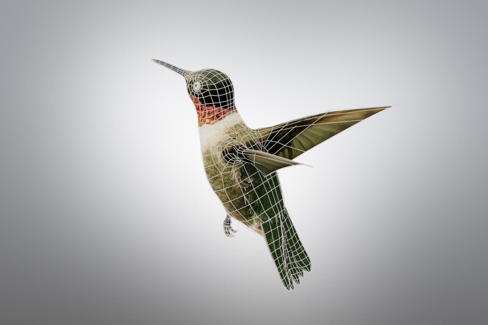 3D Bird Hummingbird Model - TurboSquid 1178835