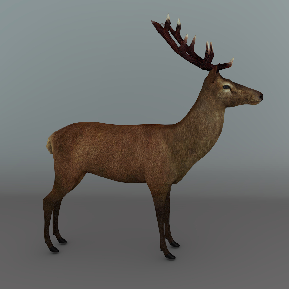 red deer stag 3d 3ds