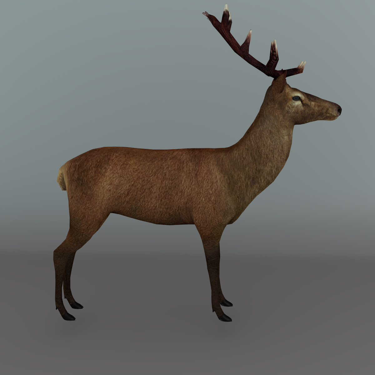 red deer stag 3d 3ds