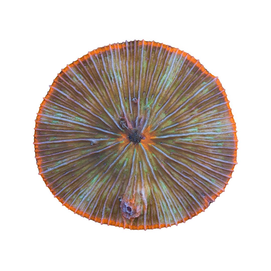 3d model of fungia plate coral