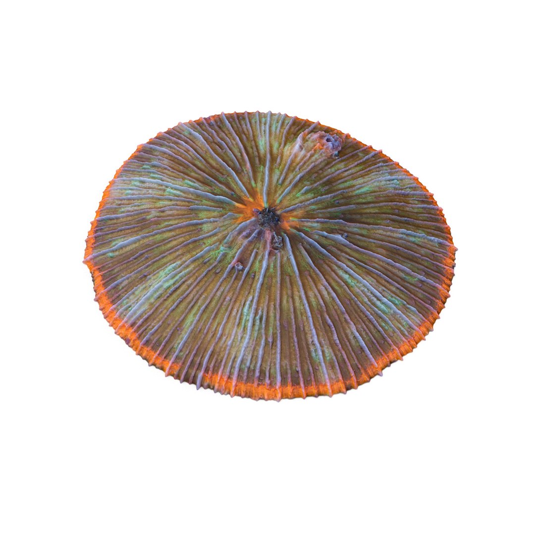 3d Model Of Fungia Plate Coral
