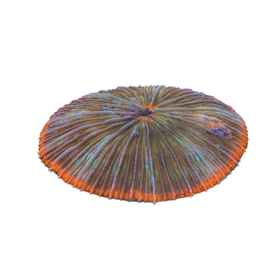 3d Model Of Fungia Plate Coral