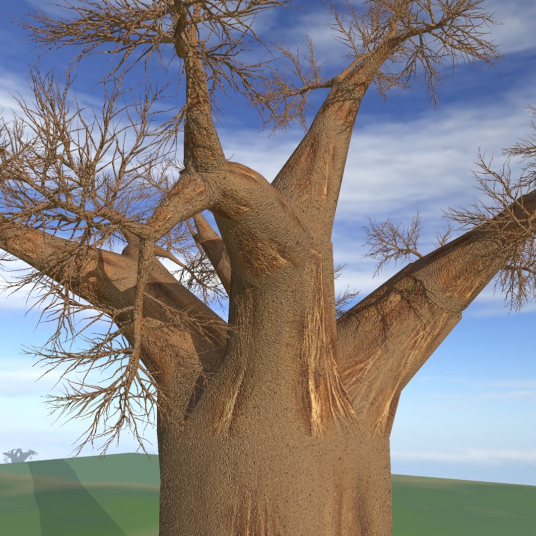 3d Model Of Tree Africa Madagascar