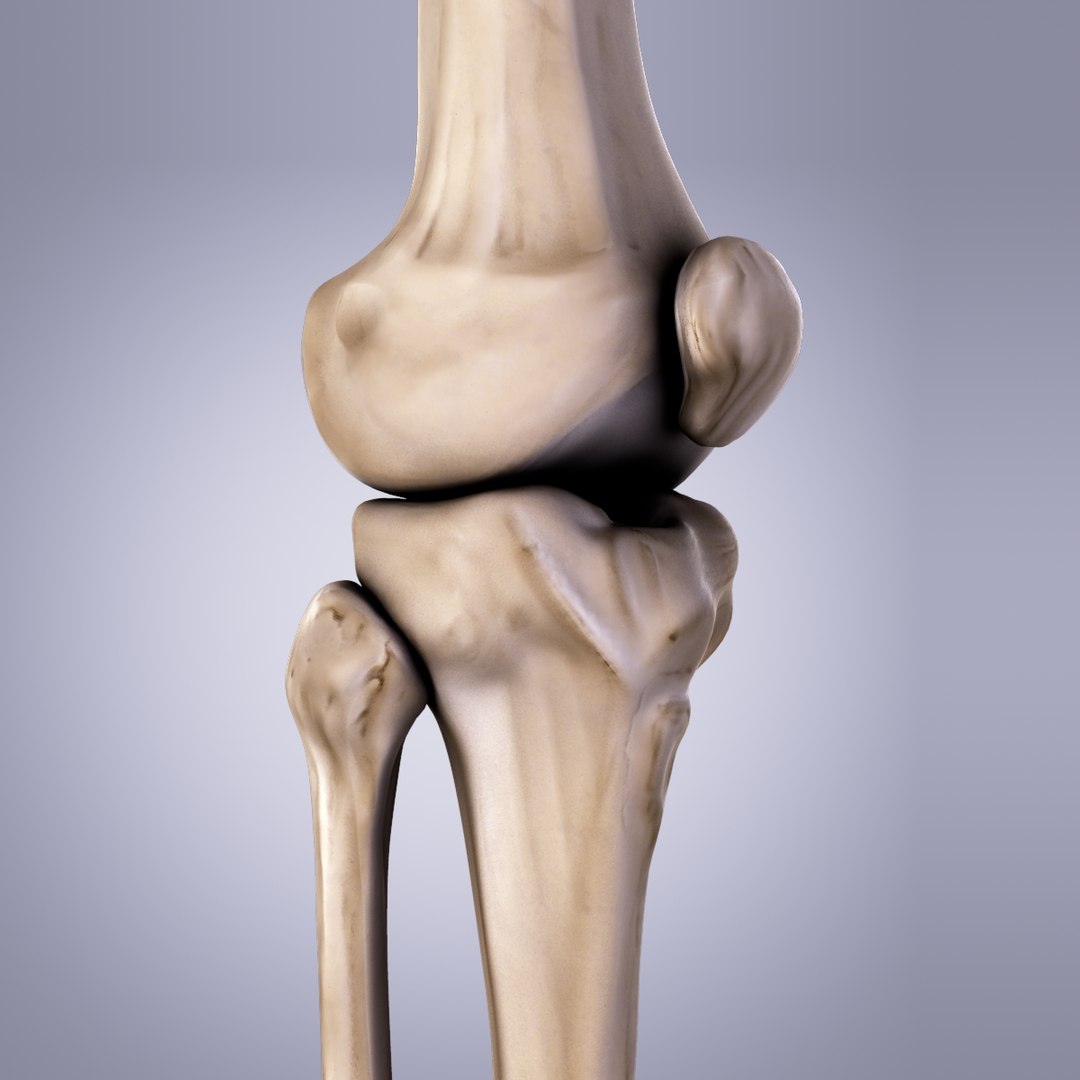 3d Model Knee Bones Patella