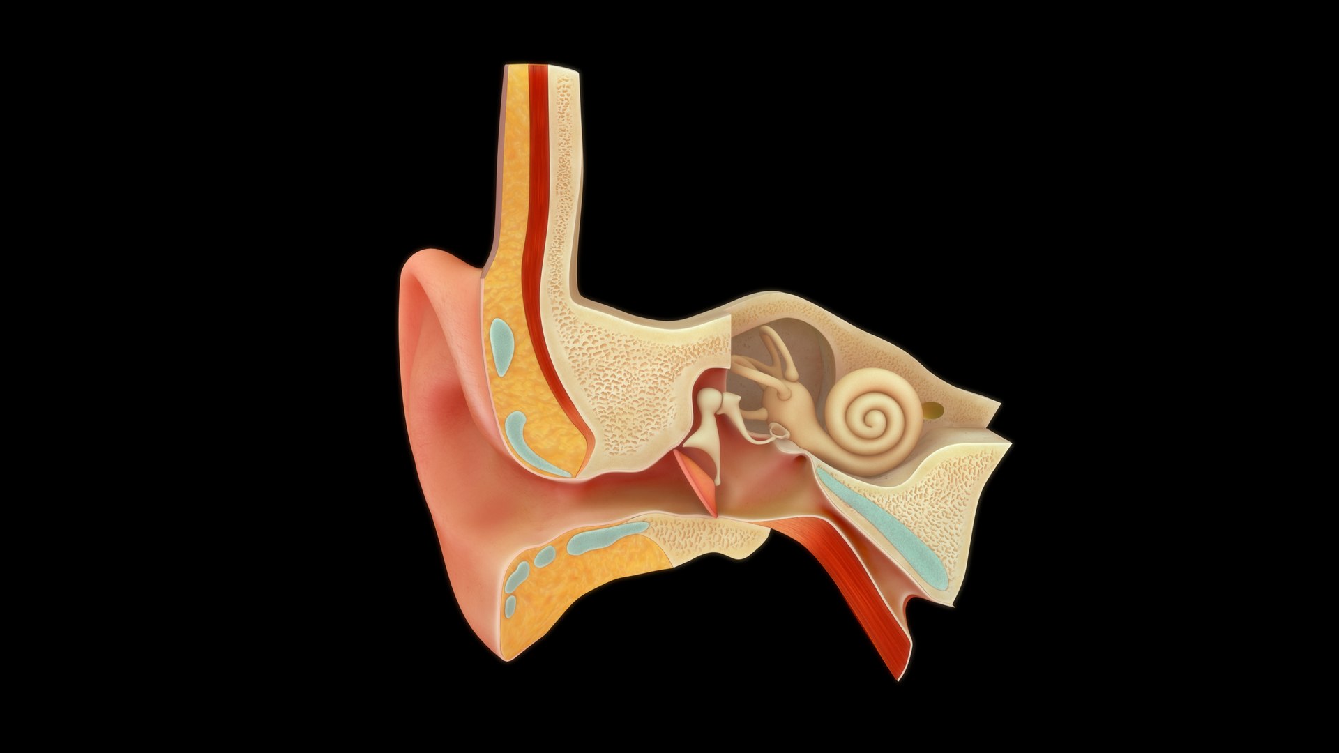 Human Ear 3D Model - TurboSquid 2190636