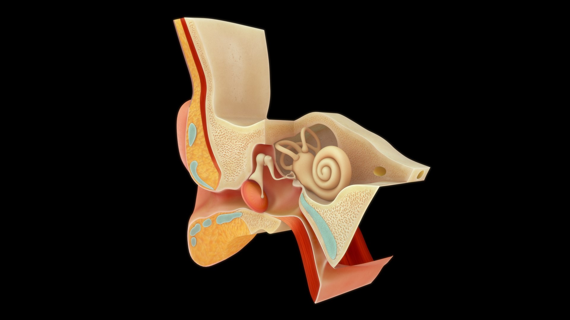 Human Ear 3D Model - TurboSquid 2190636