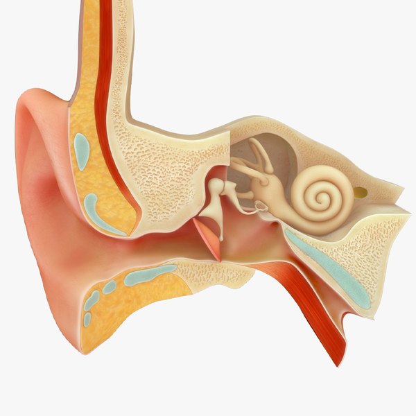 Free 3D Ears Models | TurboSquid