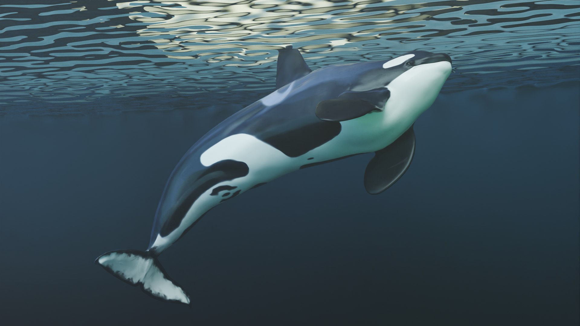 Orca Model 3D Model - TurboSquid 2277127