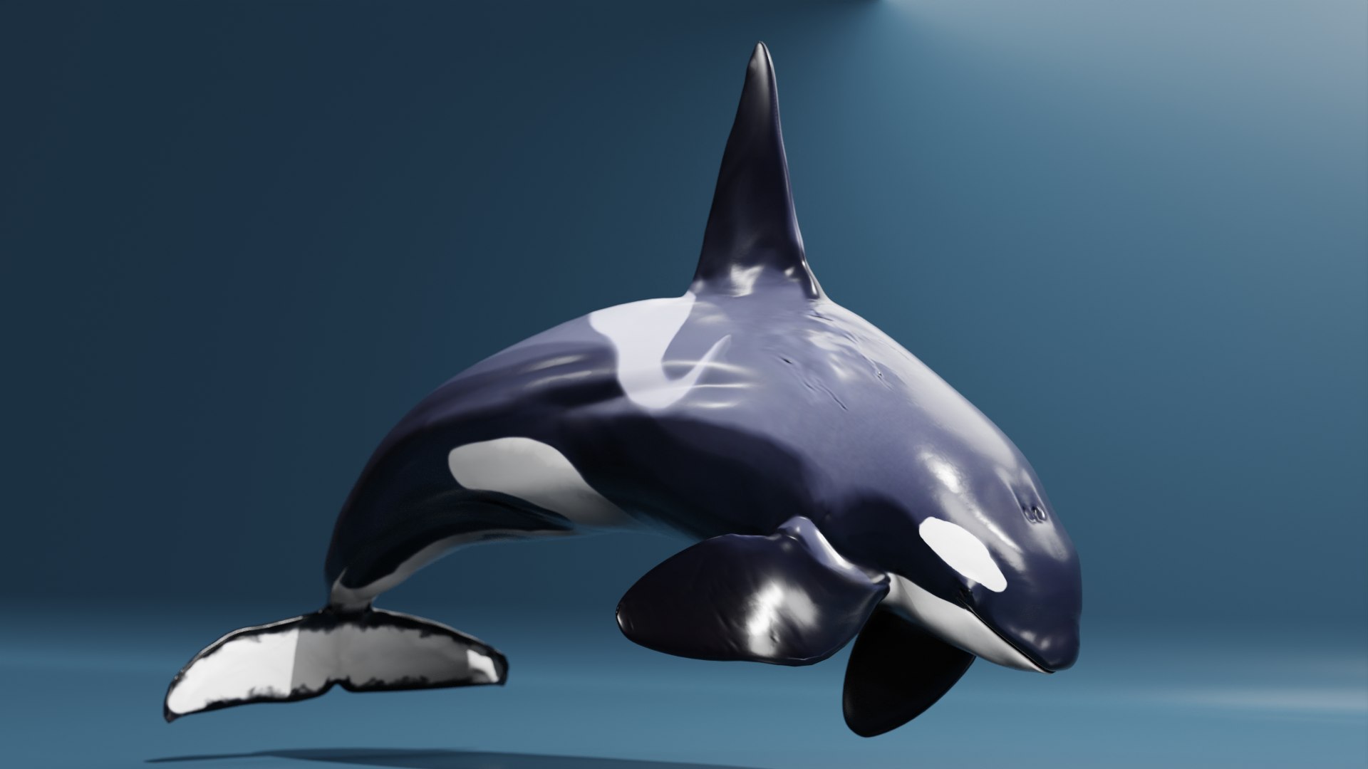Orca Model 3D Model - TurboSquid 2277127