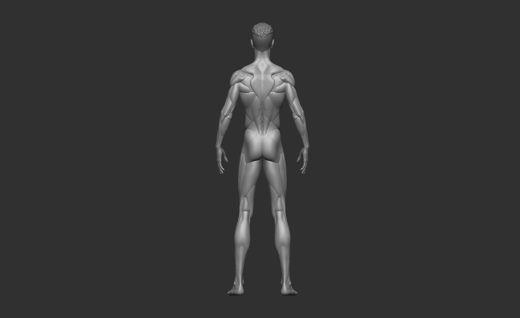 3D Man Anatomy Model - TurboSquid 2315233