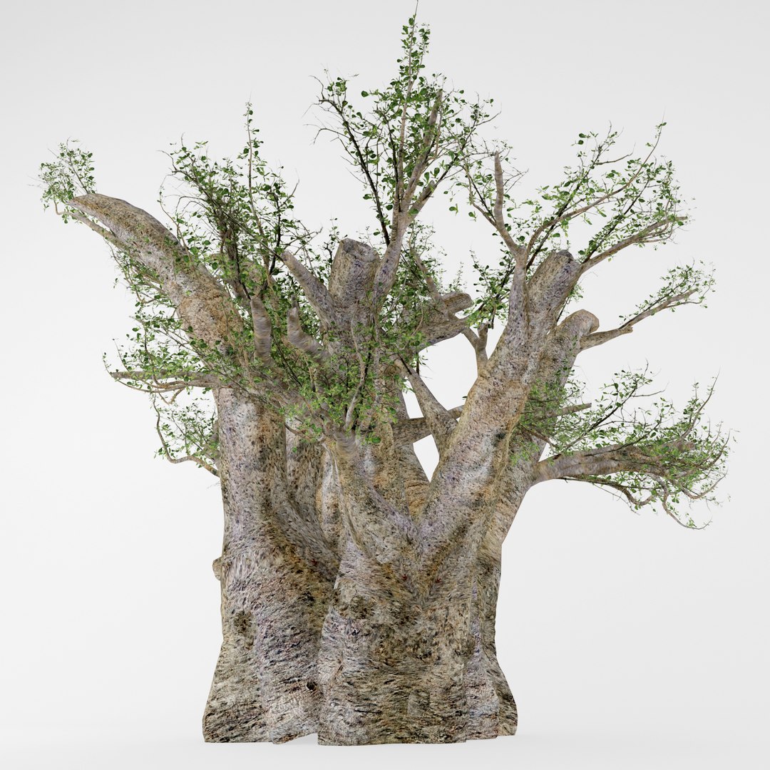 3d Baobab Model